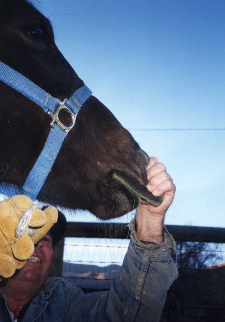 Safe Ways to Restrain a Horse - Countryside